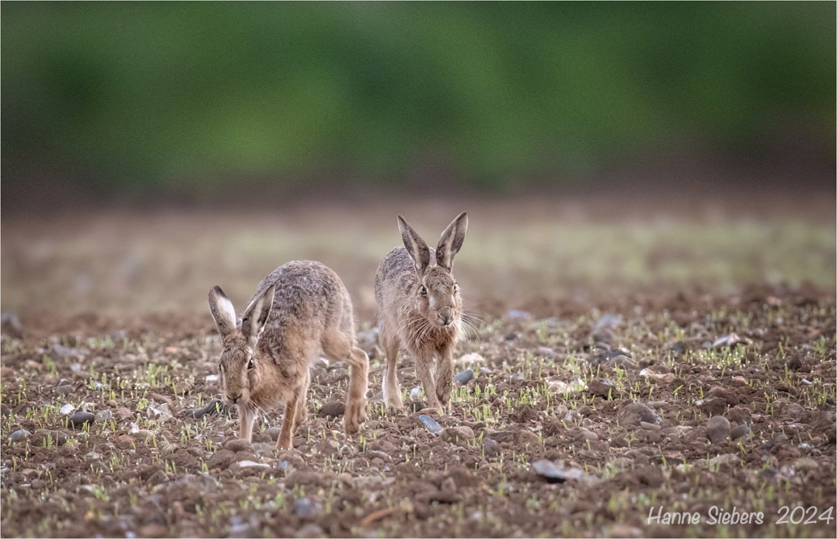 Meet the Hares | FabFourBlog