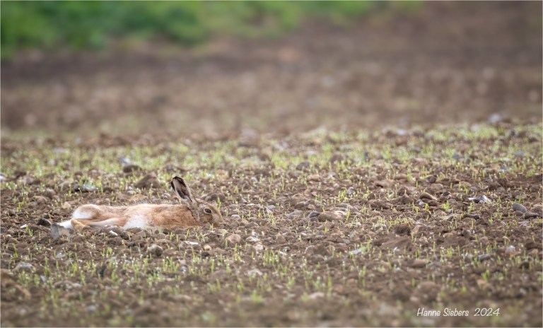 Meet the Hares | FabFourBlog