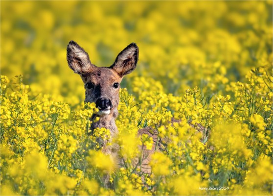 An Ode to Rapeseed Fields | FabFourBlog
