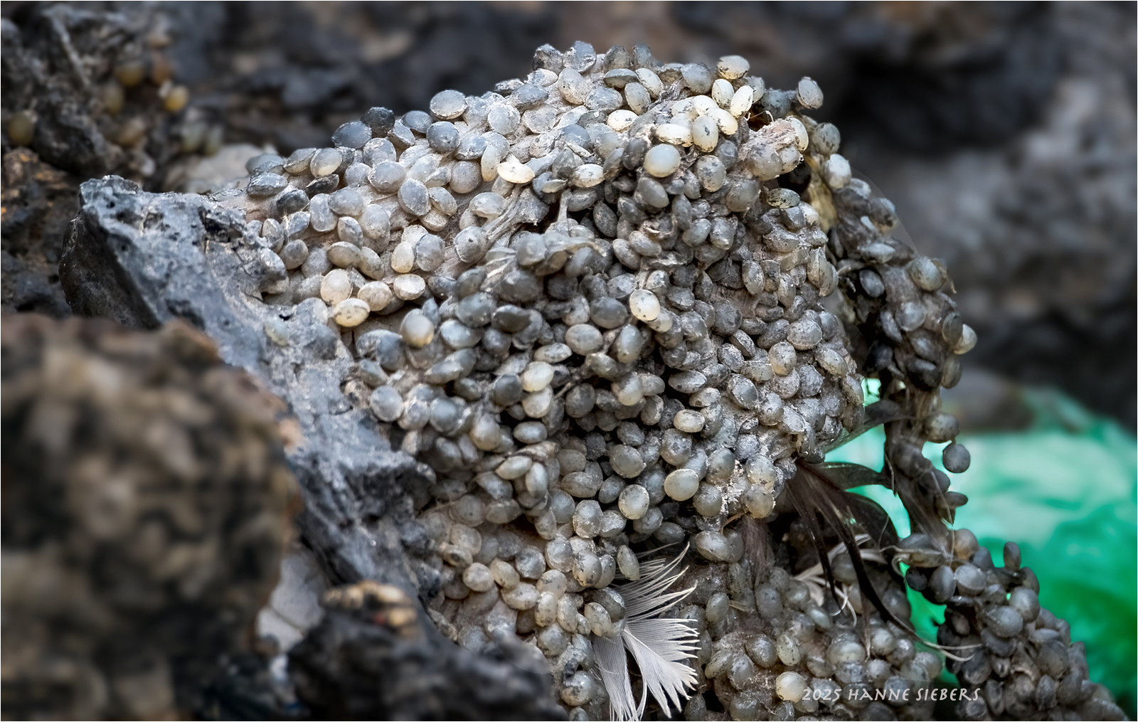 Nurdles – small pearls, big disaster | FabFourBlog